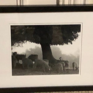 Vertical Photography Oak Tree at Sunset Sierra Foothills - Etsy