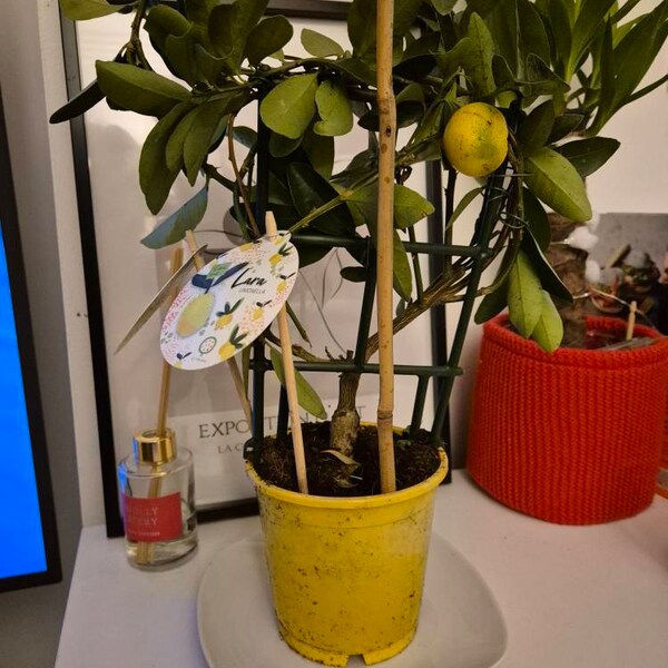 Rose 'fantastic at 60' Happy Birthday Rose Gift Wrapped With Huge Bow ...