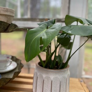 Monstera Deliciosa Tropical Split Leaf Plant 4 Inch Pot Indoor and ...