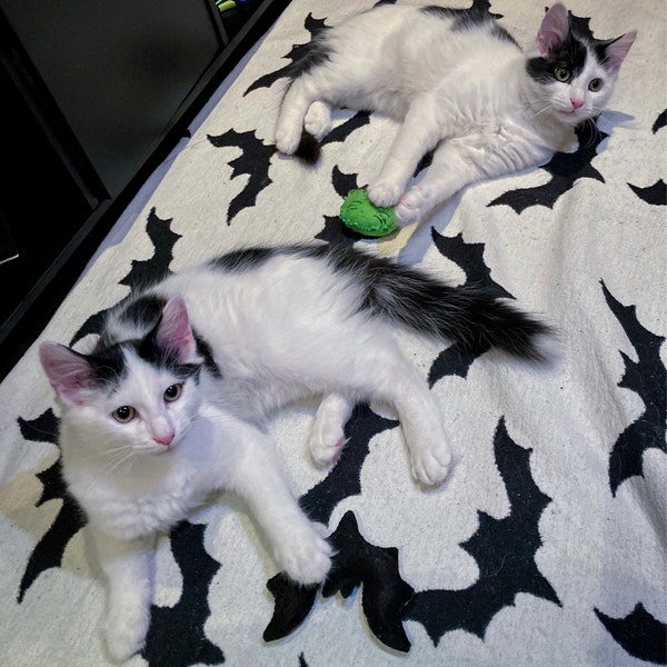 Big Bat Halloween Catnip Cat Toys, Gifts for Cat Lovers, Spooky Pet ...