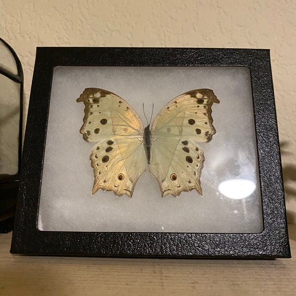 Real Butterfly; Meadow Wanderer; Crenis Pechuelli; Preserved Dry ...