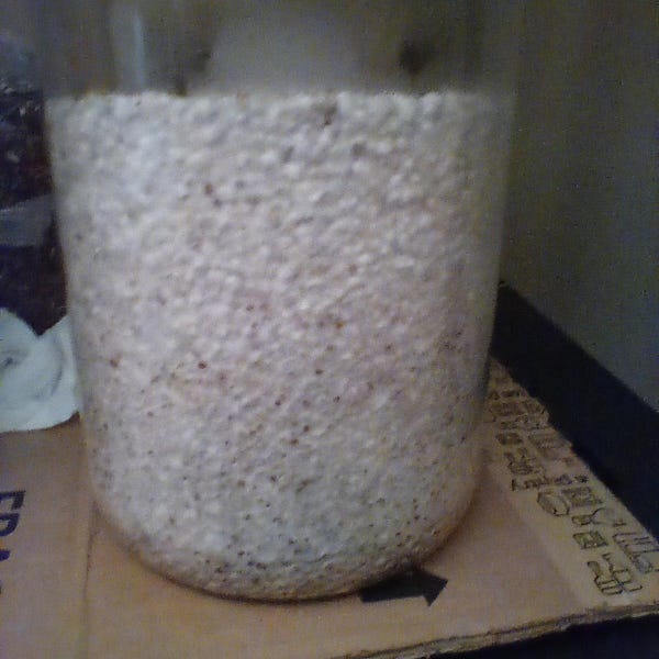 Beginner's Mushroom Grow Kit | Microppose Monotub Easy Cultivation ...