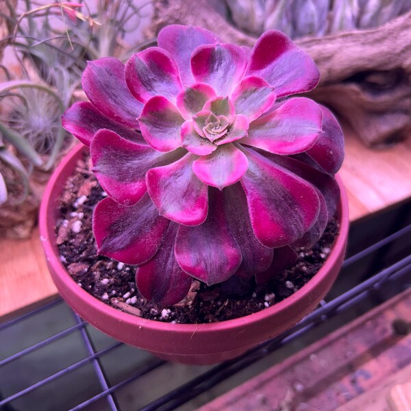 Echeveria Lovely Rose Variegated Live Succulent Plant Rooted and Unique ...