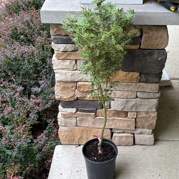 Pinus Densiflora 'pope' (pope Japanese Pine) Rare! - Etsy