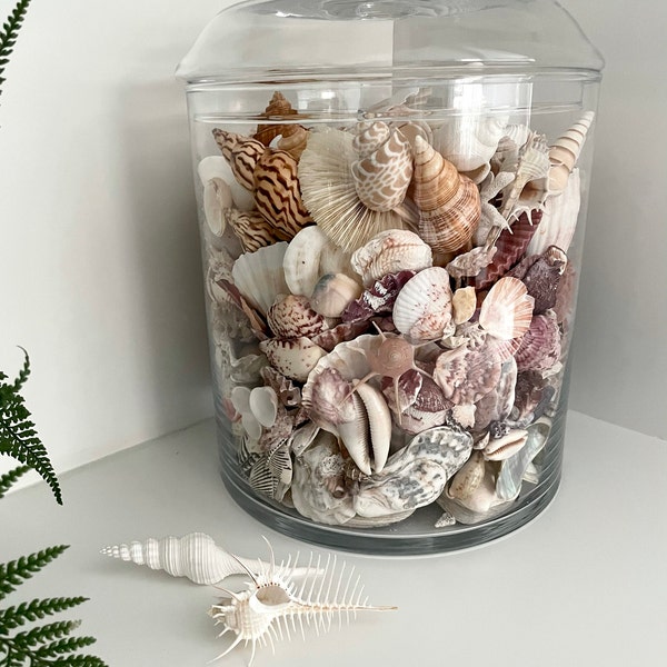 Sea Shell Mix-sea Shells Bulk-craft Sea Shells-beach Wedding Decor ...