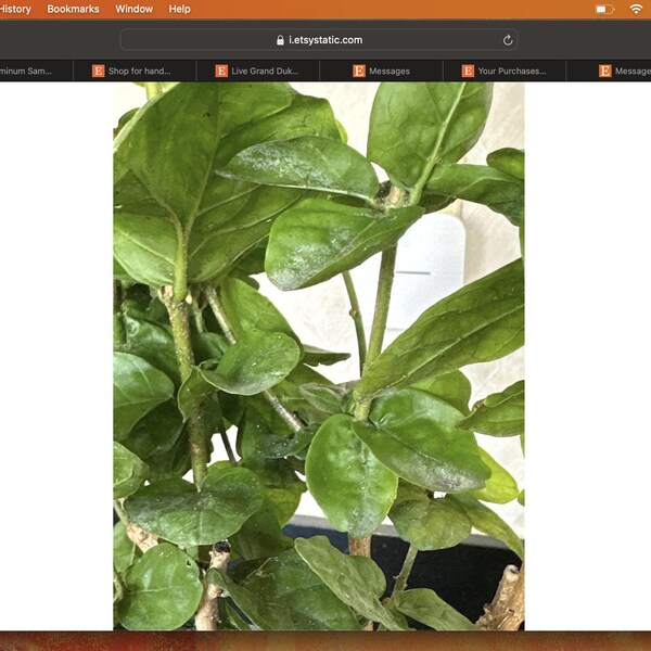 Fresh Whole Burdock Root, Gobo Root - Cannot Ship to CA, HI - Etsy