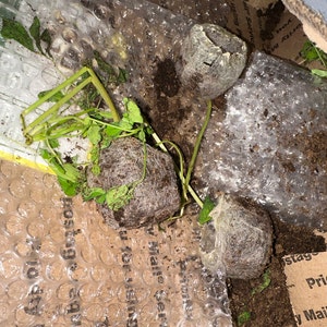 Moringa Oleifera Seeds Drumstick Seeds Malunggay Seeds Miracle Tree ...