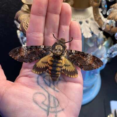 Death's Head Moth, Acherontia Atropos Hawkmoth, Real Specimen for ...