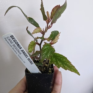 Angelwing Begonia 'medora' - Etsy