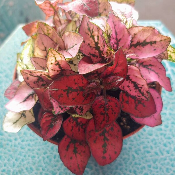 Tricolor Polka Dot Plant Hypoestes Red 4 From Myplants - Etsy