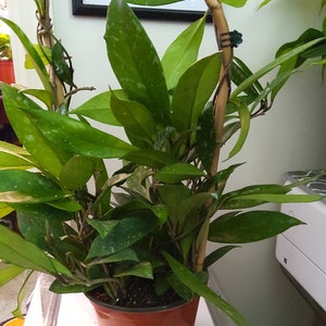 Hoya Pubicalyx Splash in 6pot With Hoop - Etsy
