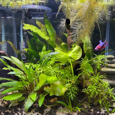 Sensitive Plant or Neptunia Aquatica Floating Aquatic Pond - Etsy