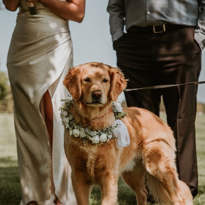 Dog Wedding Flower Collar Faux Greenery and Silk Flowers - Etsy