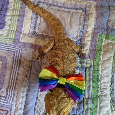 LGBT Gay Pride Bow - Etsy