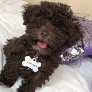 Dog Tag Pet ID Tag Custom Pet Tag Personalized Dog Tag White - Etsy