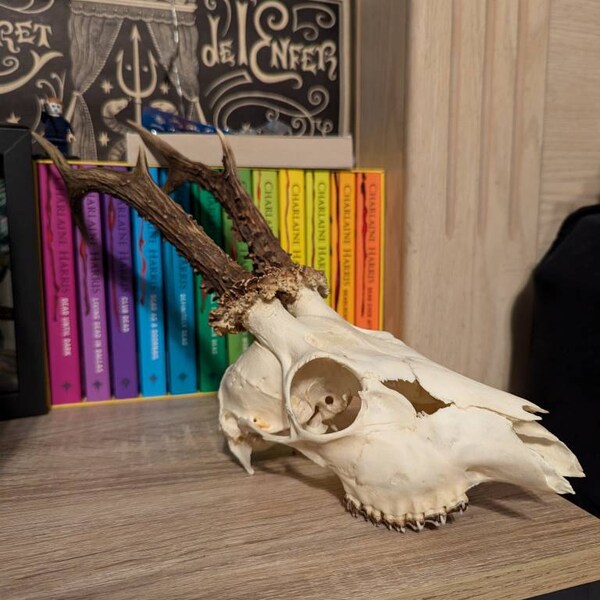 Fallow Deer Skull From Central Europe Fallow Deer dama Dama Unique ...