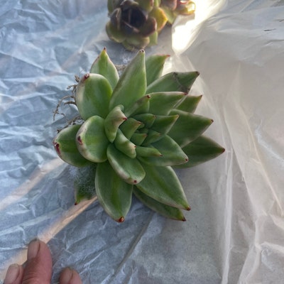 Echeveria Caviar/ Pachyphytum Caviar Imported Succulent - Etsy