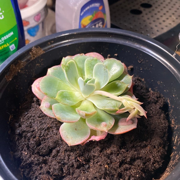 Rare Colorful Echeveria Raindrops Succulent - Etsy