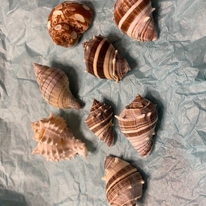 Conch Florida King Crown Conch Seashell Handpicked on Marco Island or ...