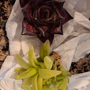 Beautiful Hand Pinched Flowerpot Succulent Ceramic Flower Pots - Etsy