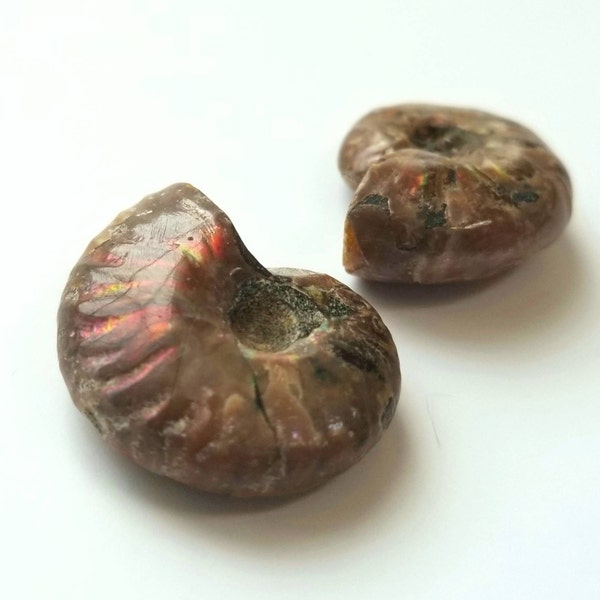 Ammonite Crystal Shell (1) Raw Crystal Fossil ONE Ammonite Fossil ...