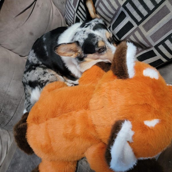 Handstuffed Whale Shark Plushies Ecofriendly Recycled Polyfill Stuffed ...