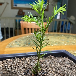 Coast Redwood Small Tree Seedling the Jonsteen Company - Etsy