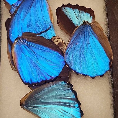 Crenis Pechueli One Real Butterfly Orange Blue Africa - Etsy
