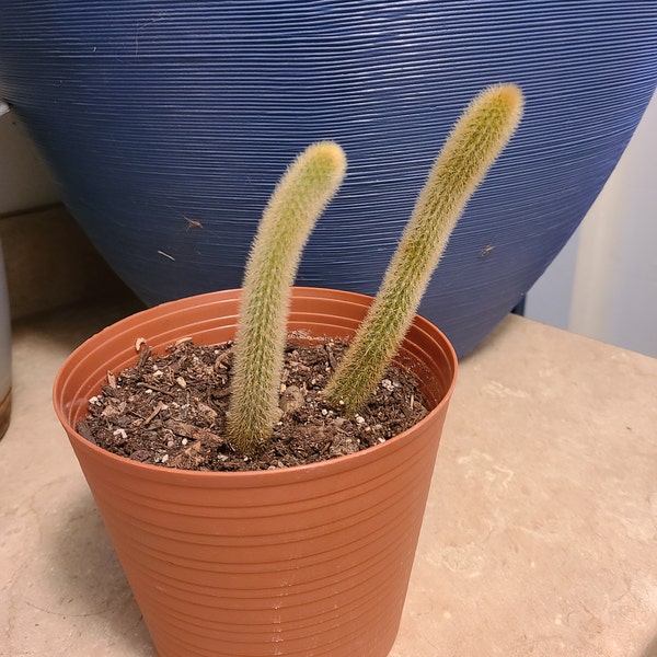 Cleistocactus Tarantula Cactus Cleistocactus Winteri, Golden Rat Tail ...