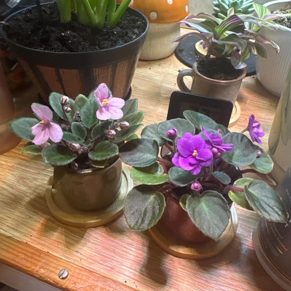 2" Mini African Violets Set (2 Assorted Plants) - Etsy