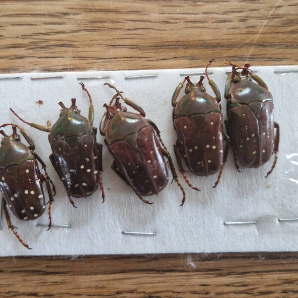 Pack of 4 African Scarab Flowerbeetles Stephanorrhina Adelpha UNMOUNTED ...