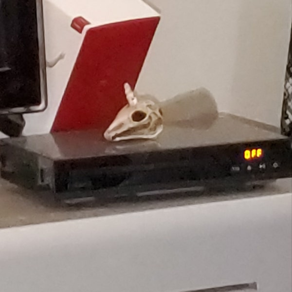 Raven Skull Replica Catalyst Studios Exclusive for Display Costume ...