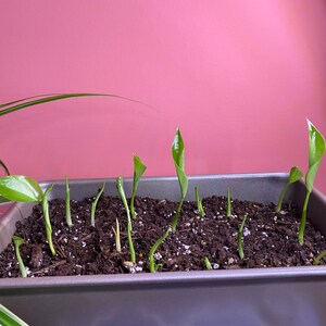 Dragon Tree 'dracena Draco' Fresh Seeds 10pc | Etsy