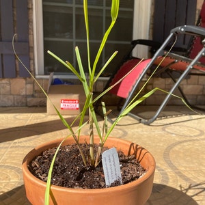 Cymbopogan Marinii Motia Palmarosa Grass Plant in 4 Inch Pot - Etsy