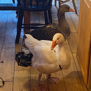 High Quality ORIGINAL Duck Chicken Goose Diaper Harness - Etsy