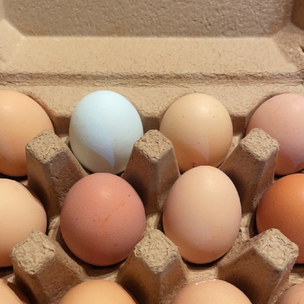 100 Vintage Chicken Egg Cartons - Etsy