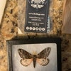 Coloradia Pink Saturn Moth Arizona USA - Etsy