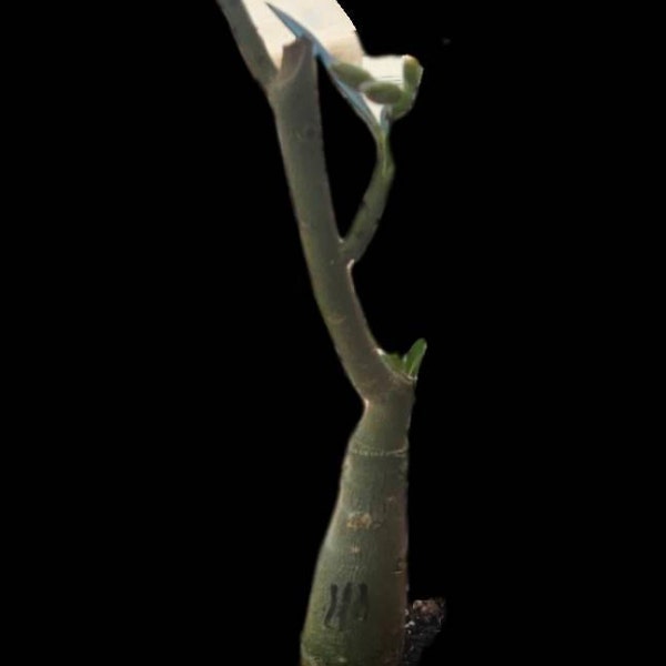 1 Grafted Double "purple Fire" Adenium /desert Rose Plant. 5-7 Inch ...