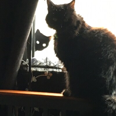 Peeking Black Cat Vinyl Window Decal black facing Left shown.fall Sale ...