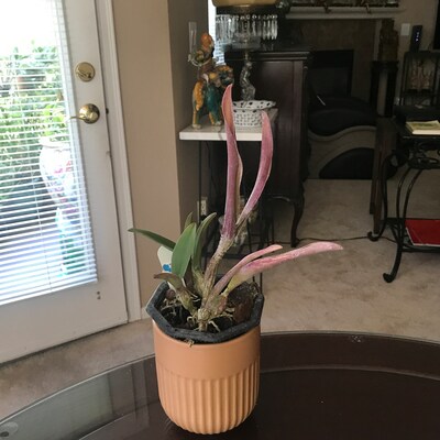 Bc. Yellow Bird B. Nodosa X Bc. Richard Mueller EASY GROWER BLOOMING ...