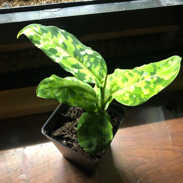 3” Aglaonema Tricolor Pictum Pot - Rare Plant - Camouflage Foliage ...