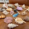 Hanging Fishing Net With Natural Sea Shells, Wooden Fish, Starfish Wall ...