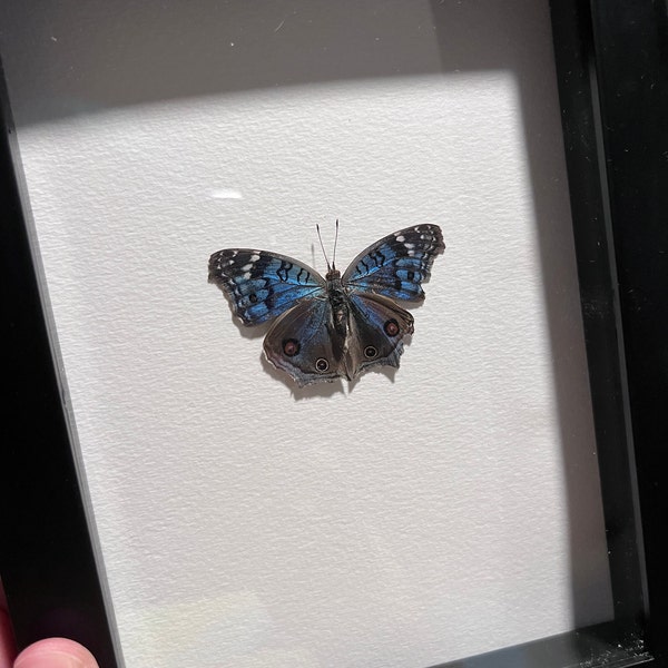 The Blue Buckeye Butterfly, Junonia Rhadama, Unmounted (wings FOLDED ...