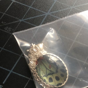 Framed Lanternfly Insect Display Pyrops pyrorhyncha | Etsy