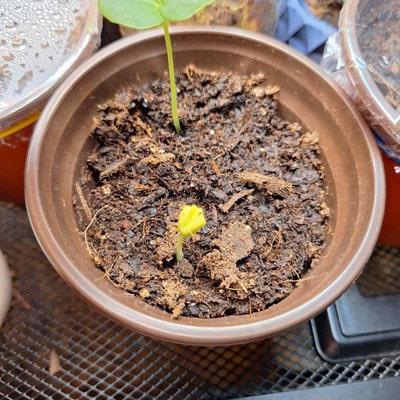 Cherokee, North Georgia Candy Roaster Squash . Cucurbita Maxima - Etsy