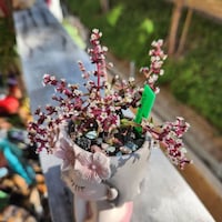 RARE | Crassula Tabularis Pagoda Village - Succulent Plant 2" Pot ...