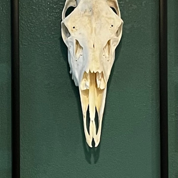 Large European Mount Hanger - Etsy