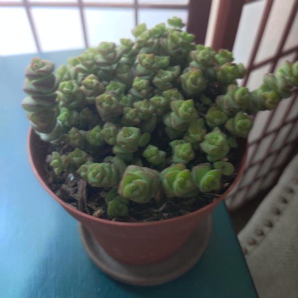 String of Little Pickles, Othonna Capensis ruby Necklace in 2 Inches ...