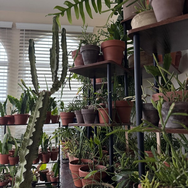 Rhipsalis Bacifera Ssp. Mauritiana “ferrari” 4 Unrooted Cuttings - Etsy