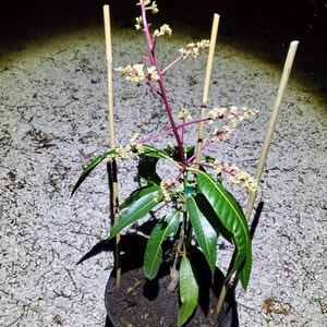 Mango MANILA, CARABAO, FILIPINO Tree, Grafted, 3gl - Etsy